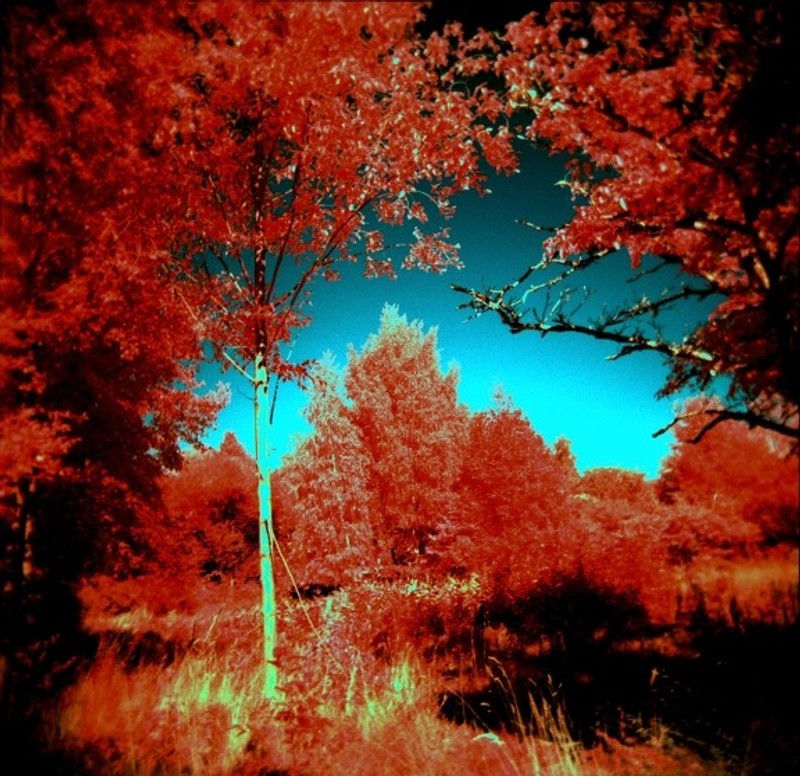 Infrared Color Film Shoot FPP Color Infrared Film! The Film